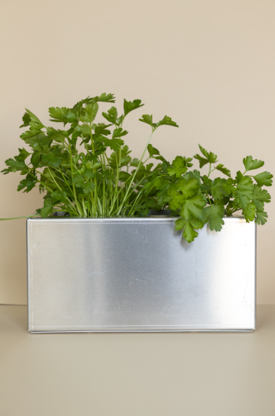 Persil et Coriandre : quelle différence ? – URBAN CUISINE