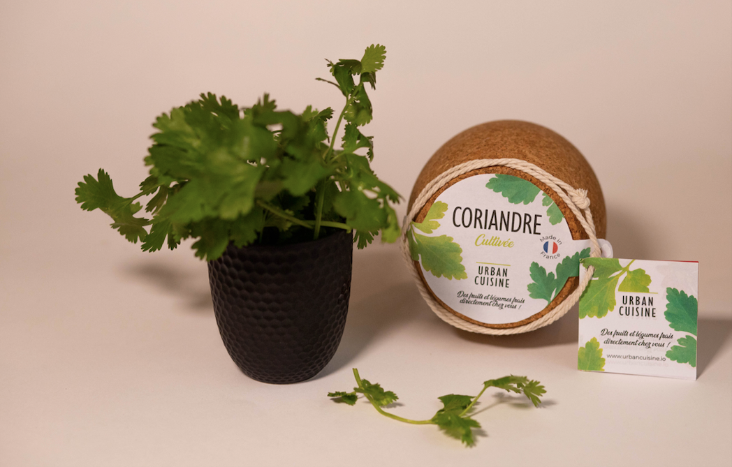 Planter la coriandre : comment réussir son semis ? – URBAN CUISINE