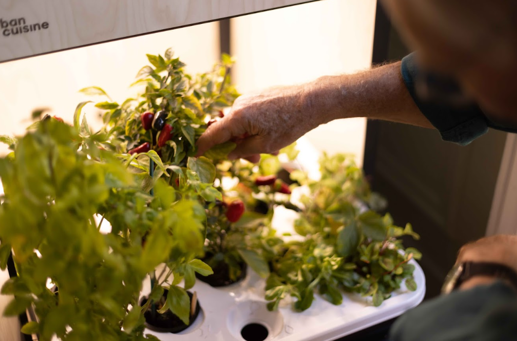 Potager sur balcon : nos conseils pour réussir son potager – URBAN CUISINE