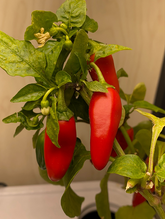 Potager d'intérieur et de cuisine: cultivez vos herbes aromatiques bio ...