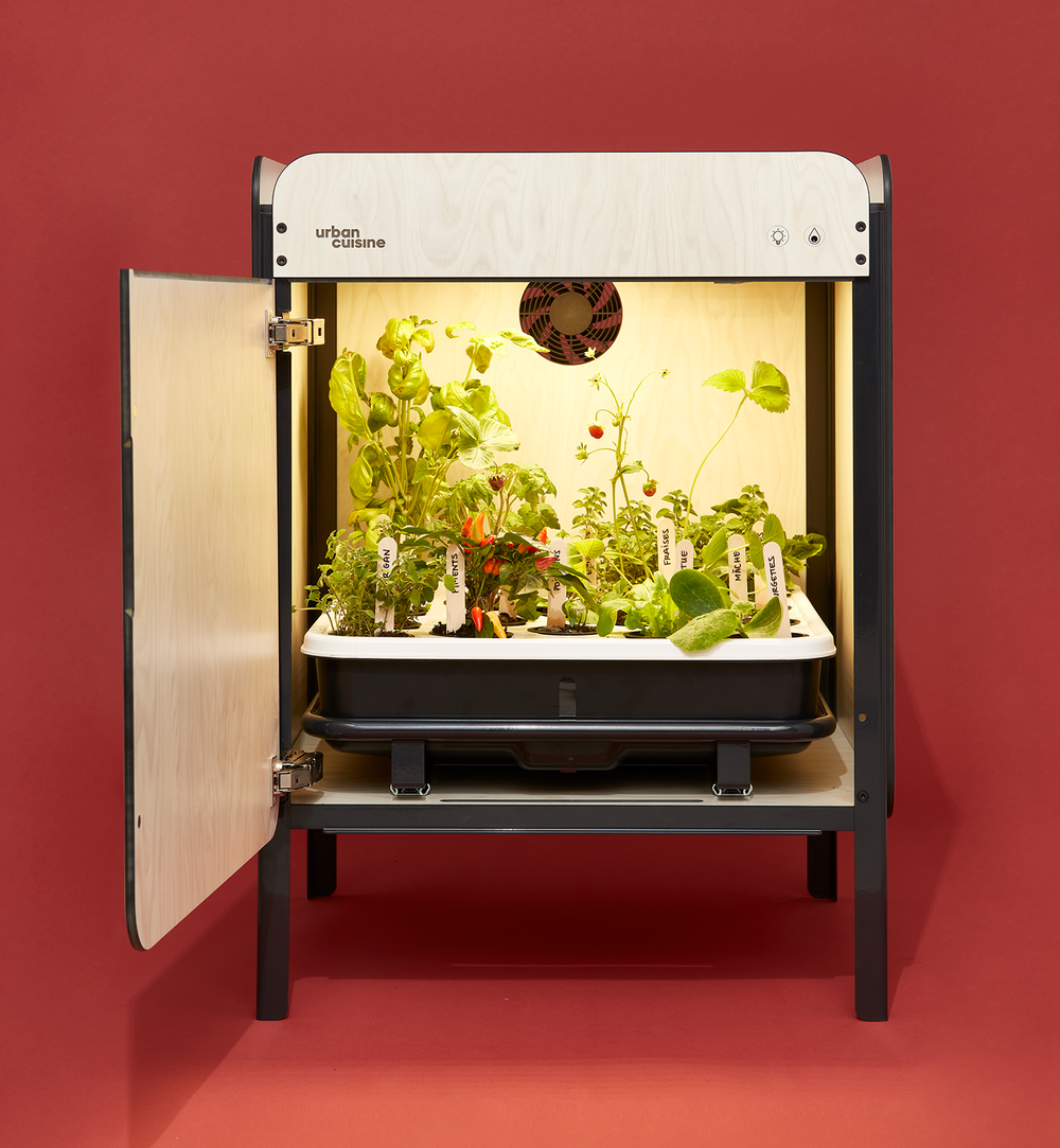 Kitchen vegetable garden: grow your aromatic herbs inside